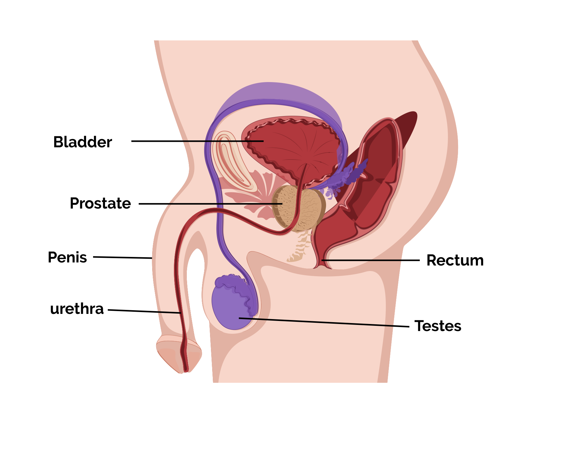 Laparoscopic Radical Prostatectomy Treatians 1967