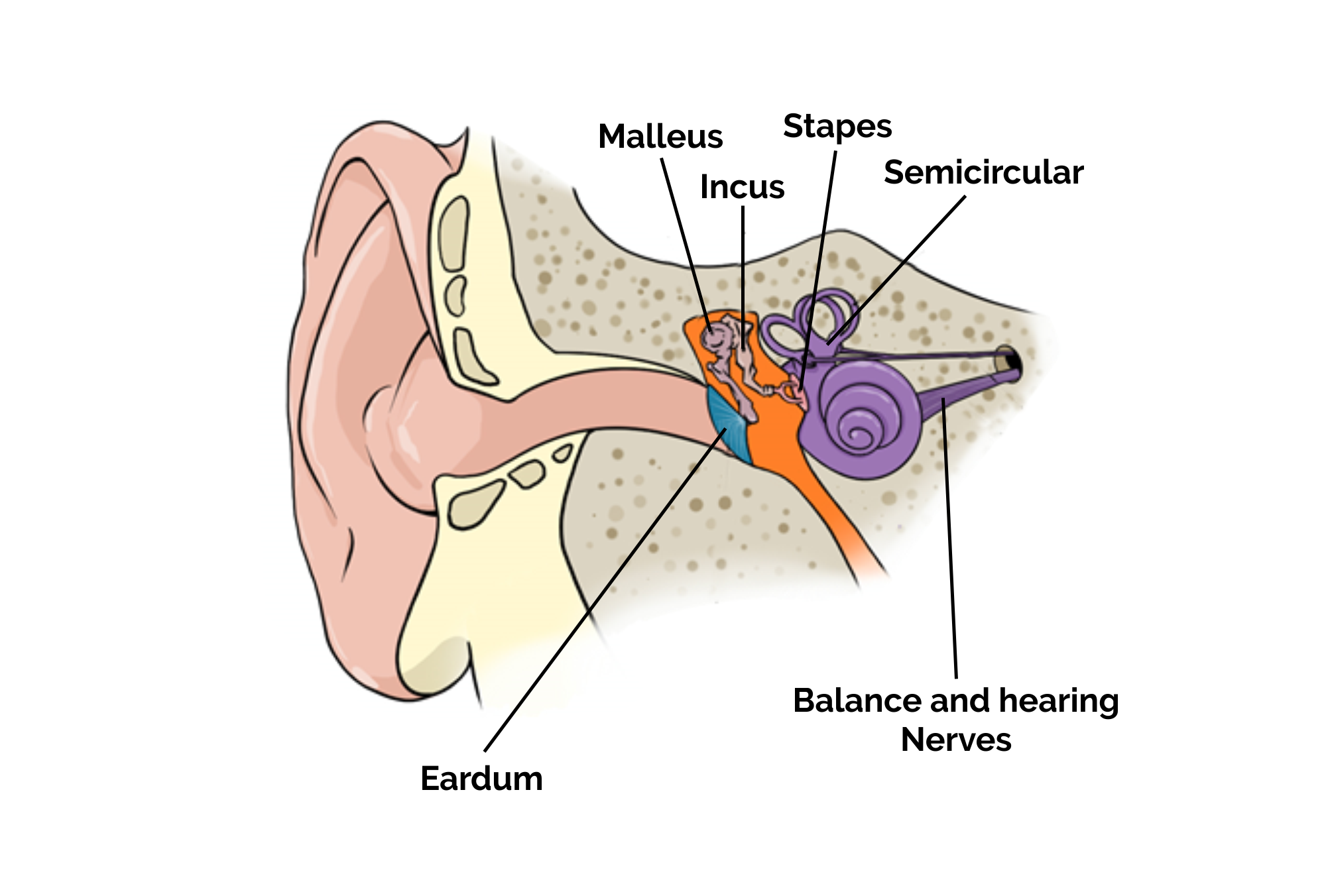 Specialized ENT Services for Ear Health-Mastoid Surgery